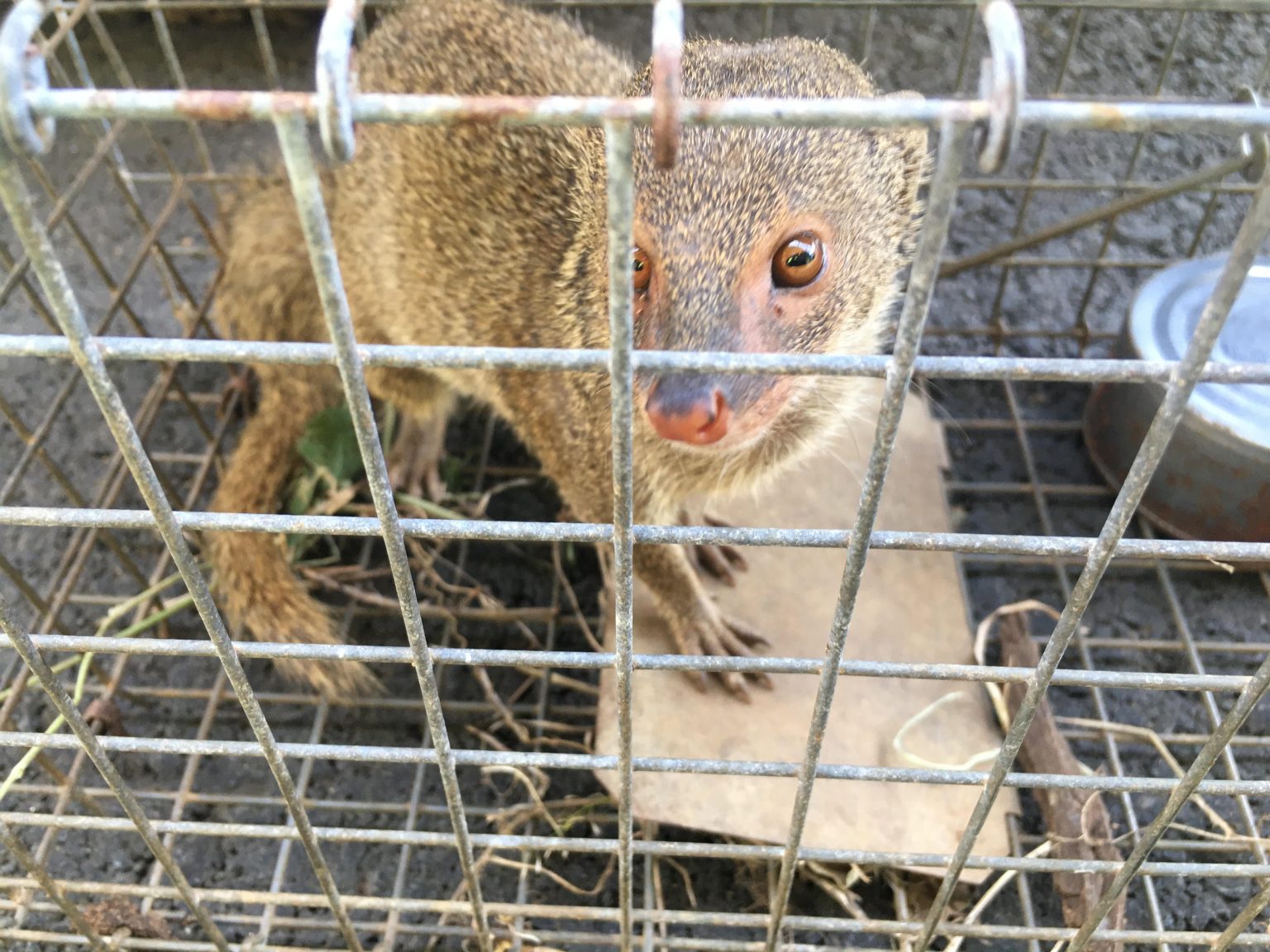 Mongoose (Urva auropunctata) | Hawaii Invasive Species Council