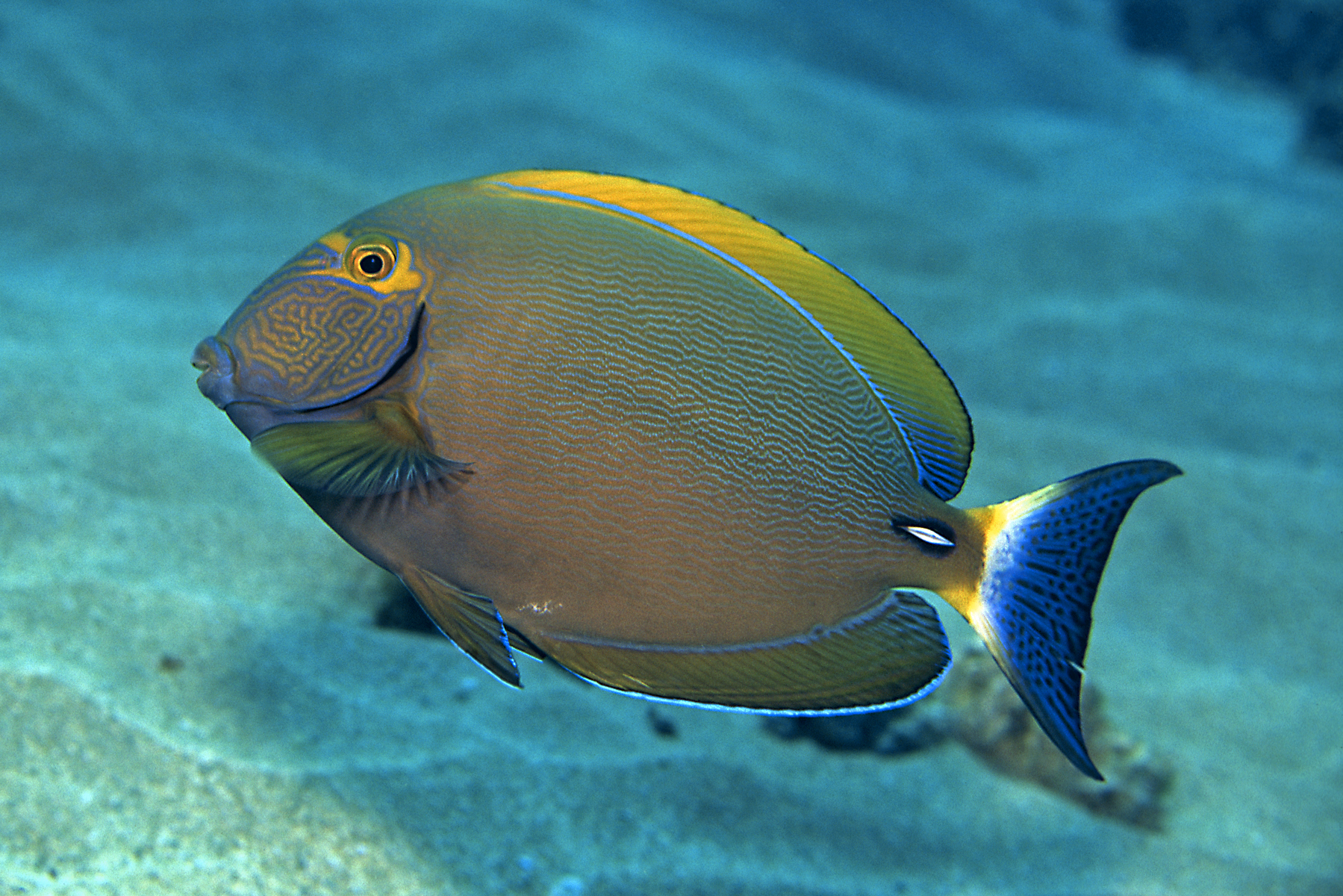 Holomua Marine Initiative | Surgeonfish