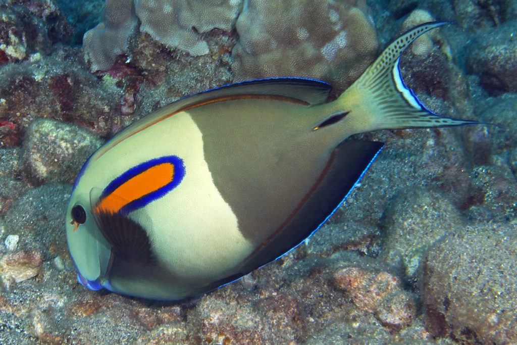 Holomua Marine Initiative | Surgeonfish