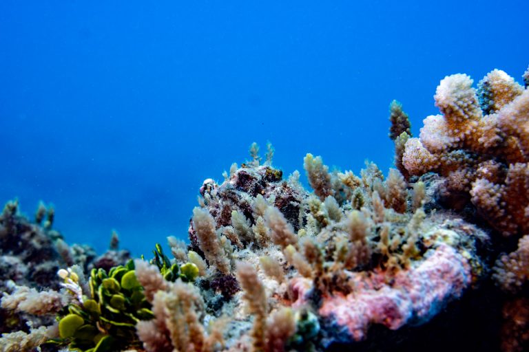 Holomua Marine Initiative | Algae in Coral Reefs