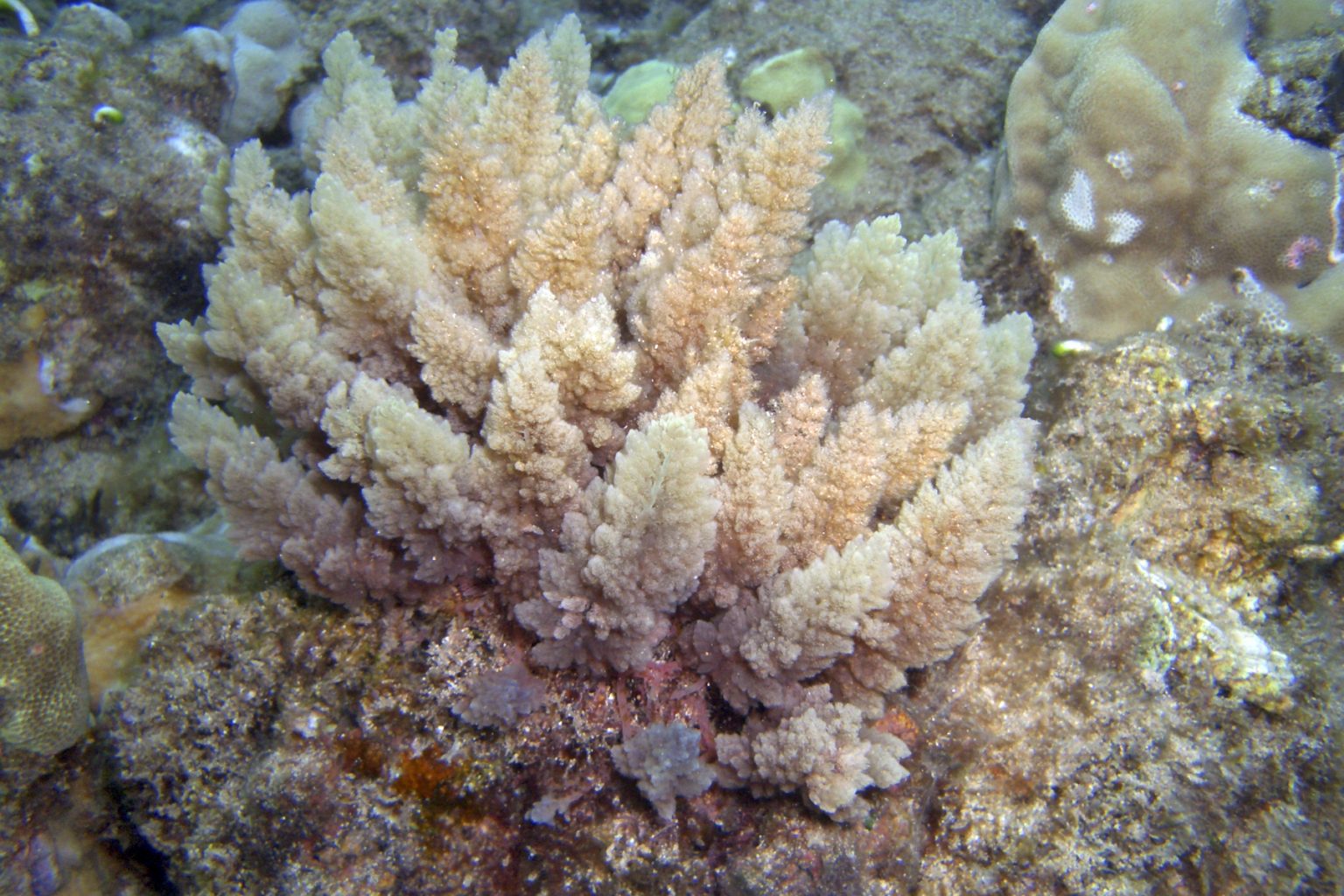 Algae in Coral Reefs – Holomua Marine Initiative