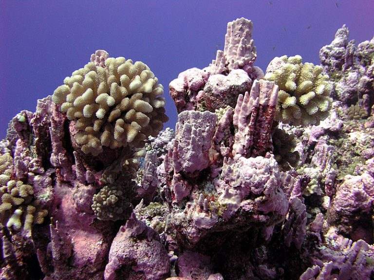 Holomua Marine Initiative | Crustose Coralline Algae