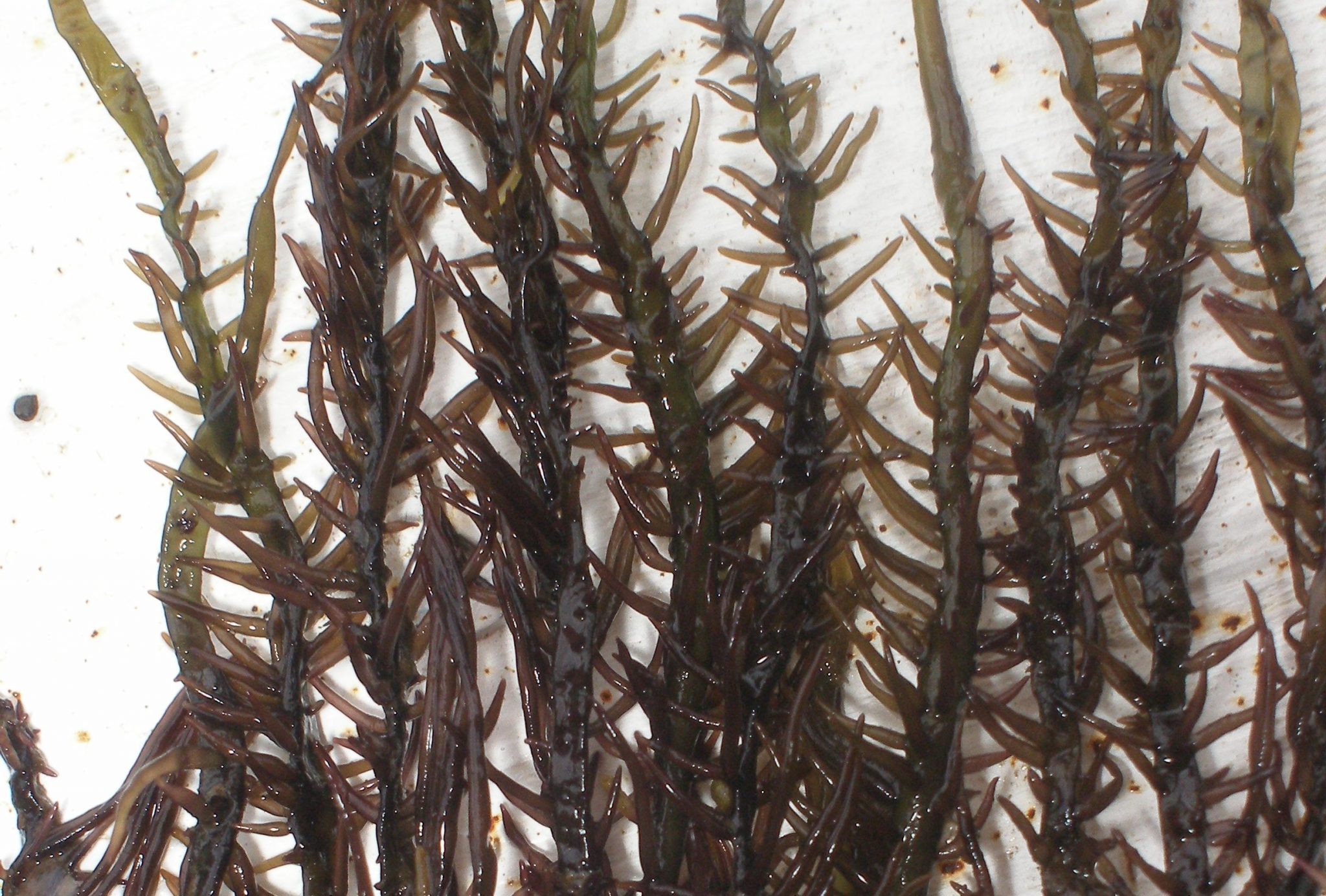 Holomua Marine Initiative | Algae in Coral Reefs