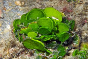 Holomua Marine Initiative | Algae in Coral Reefs