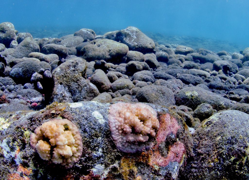 Holomua Marine Initiative | Coral Life Cycle