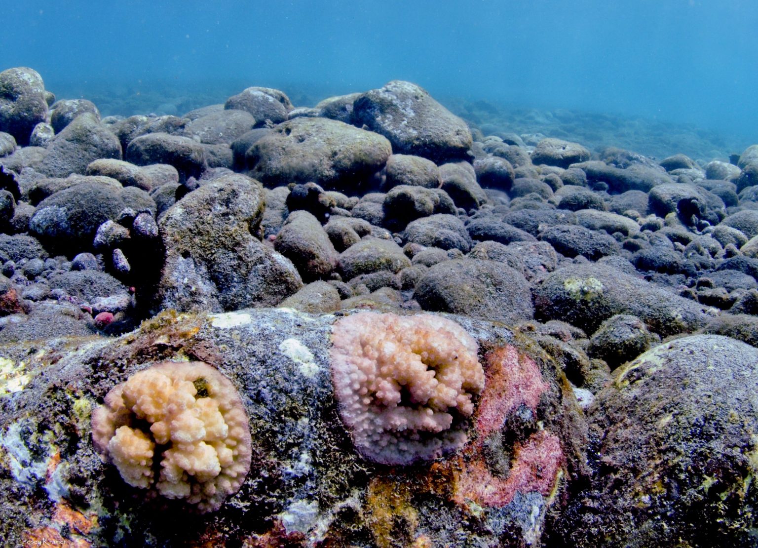 Holomua Marine Initiative | Coral Life Cycle