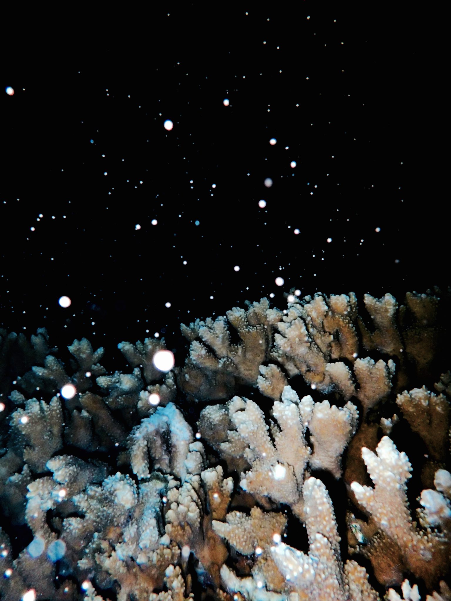 Holomua Marine Initiative | Coral Life Cycle