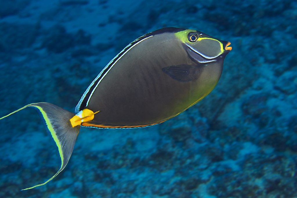 Holomua Marine Initiative | Surgeonfish