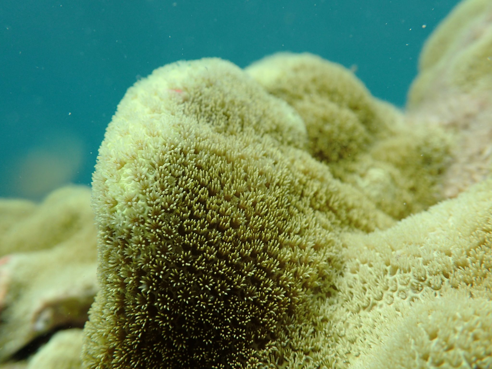 Holomua Marine Initiative | Coral Life Cycle
