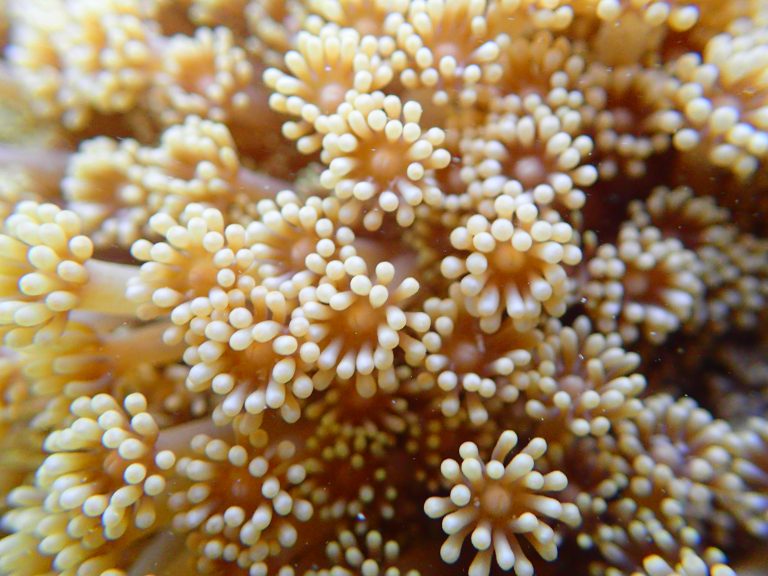 Holomua Marine Initiative | Coral Life Cycle