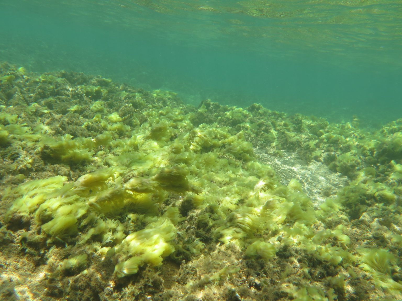 Holomua Marine Initiative | Algae in Coral Reefs