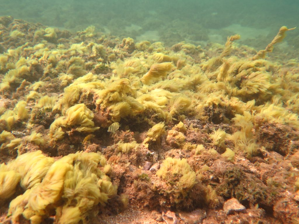 Holomua Marine Initiative | Algae in Coral Reefs