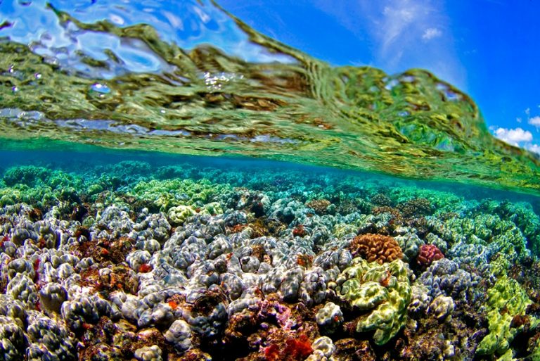 Holomua Marine Initiative | Algae in Coral Reefs