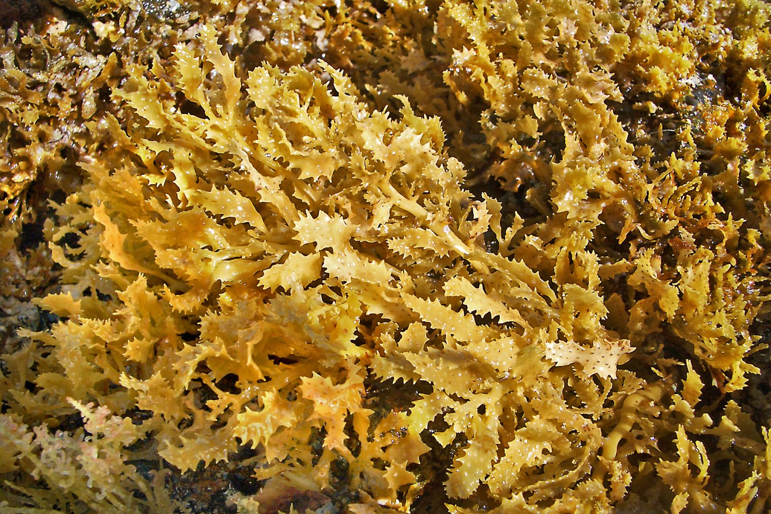 Holomua Marine Initiative | Algae in Coral Reefs