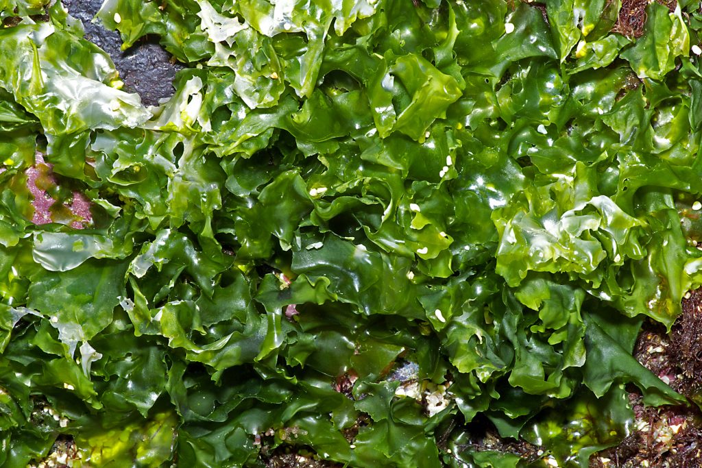 Holomua Marine Initiative | Algae in Coral Reefs