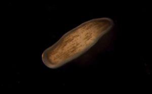 Holomua Marine Initiative | Coral Life Cycle