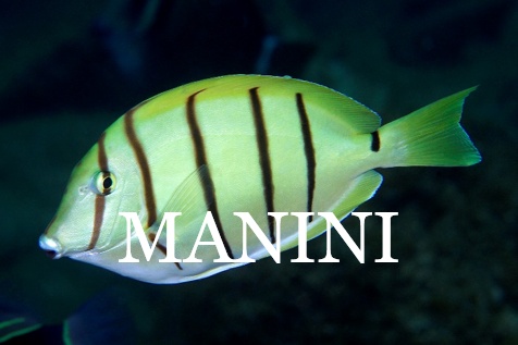 Holomua Marine Initiative | Surgeonfish