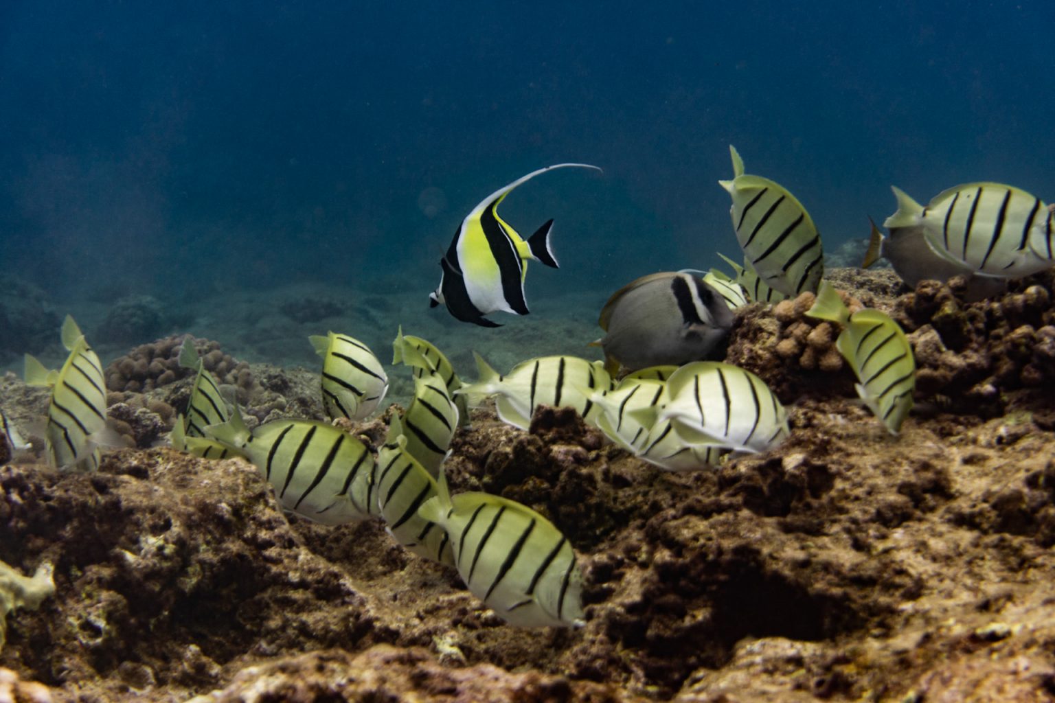 Holomua Marine Initiative | Surgeonfish