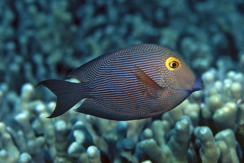 Holomua Marine Initiative | Importance of Herbivores