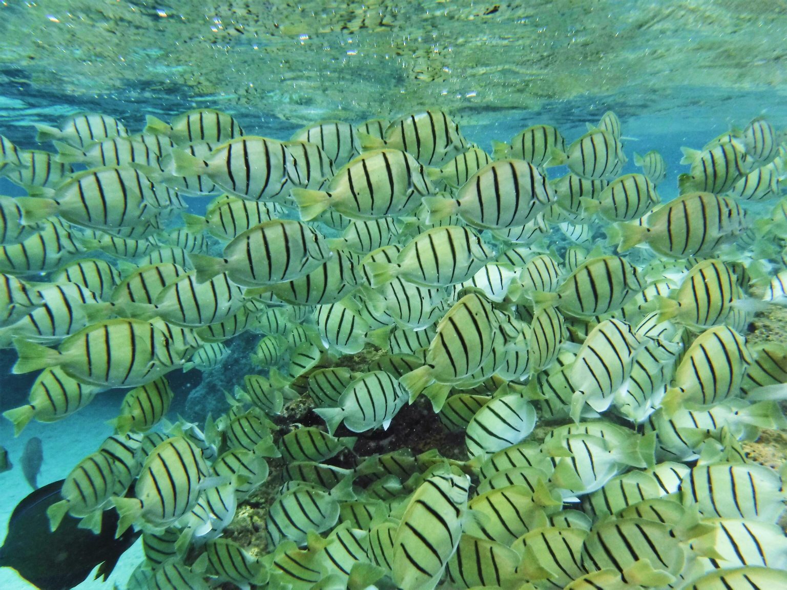 Holomua Marine Initiative | Importance of Herbivores