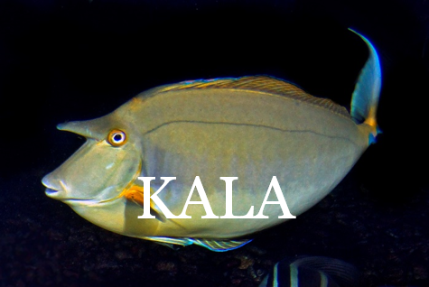 Holomua Marine Initiative | Importance of Herbivores