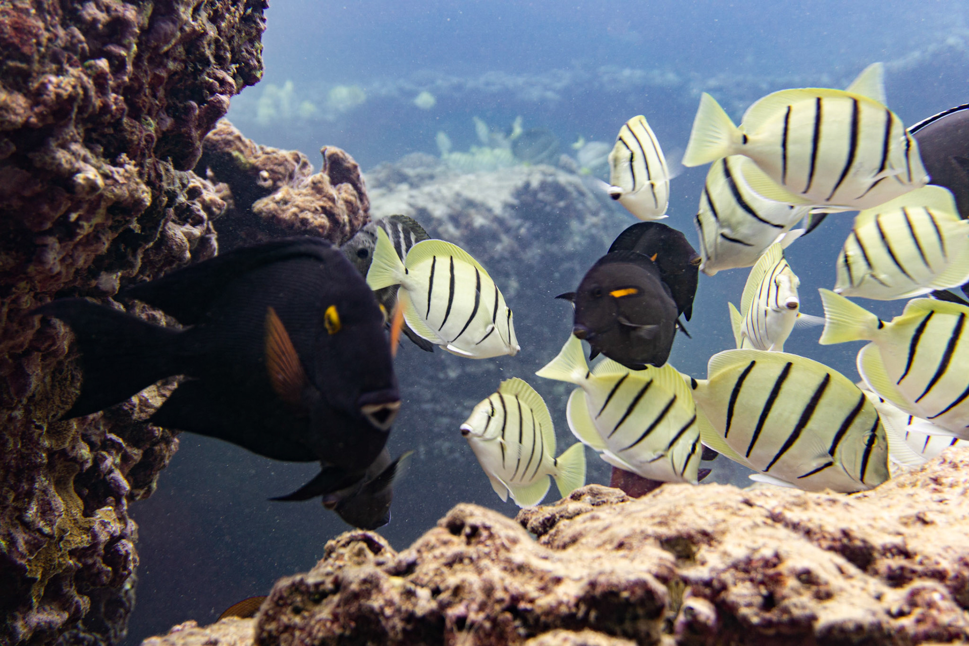 Holomua Marine Initiative | Importance of Herbivores