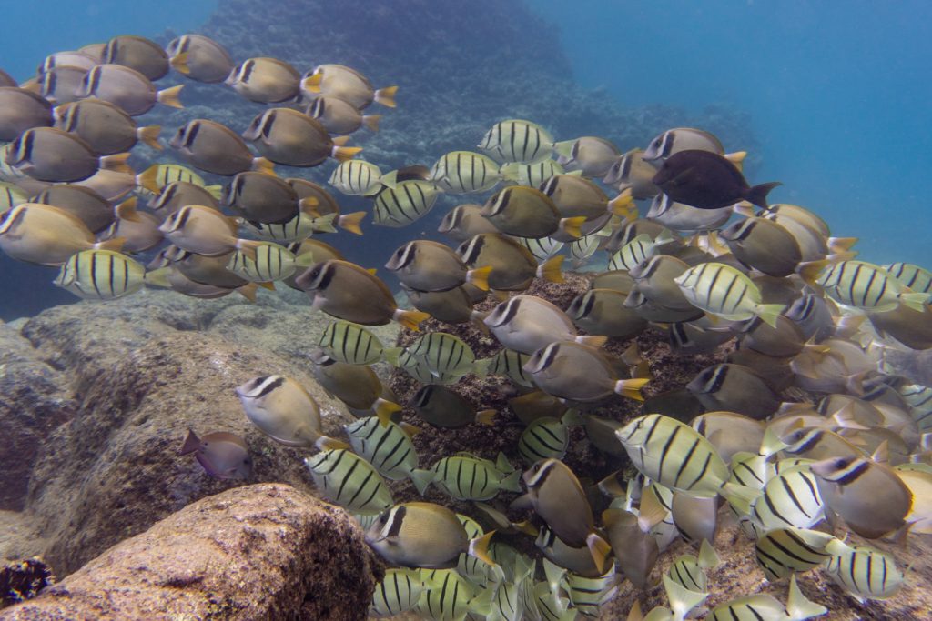 Holomua Marine Initiative | Importance of Herbivores