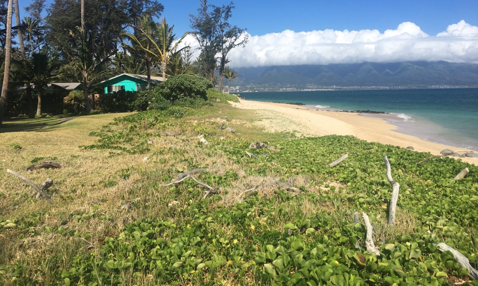 Office of Conservation and Coastal Lands | Dune Restoration