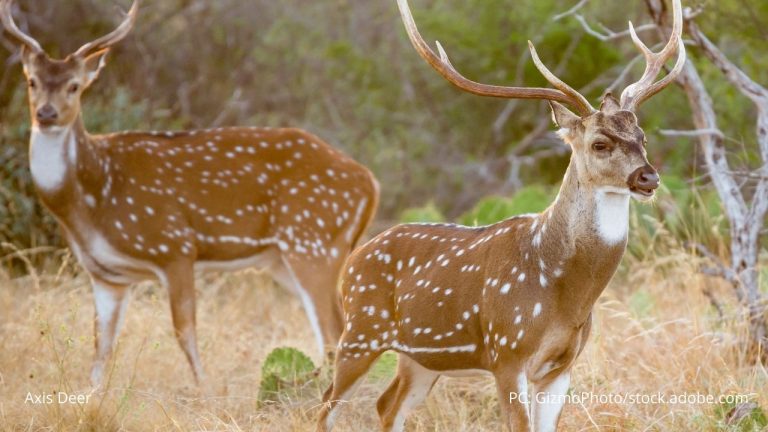 Division of Forestry and Wildlife: Outdoor Recreation | Game Mammal Hunting