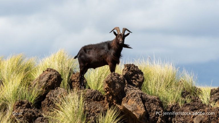 Division of Forestry and Wildlife: Outdoor Recreation | Hunt Oʻahu