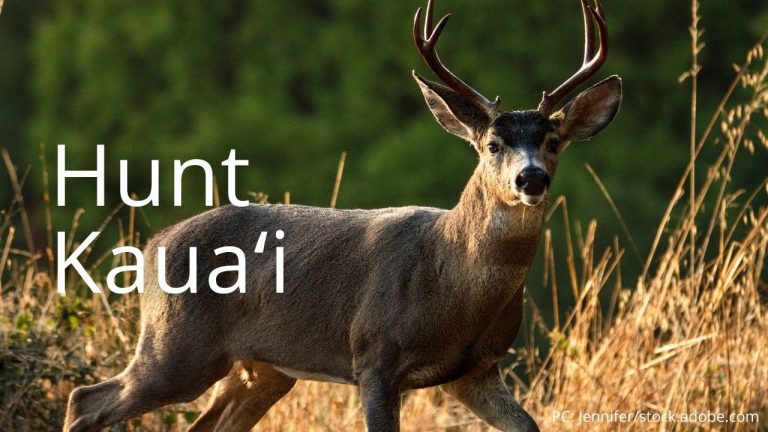 Division of Forestry and Wildlife: Outdoor Recreation | Hunting