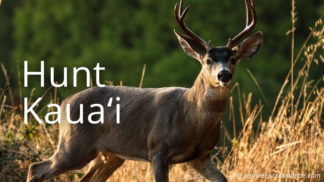 Division of Forestry and Wildlife: Outdoor Recreation | Hunting