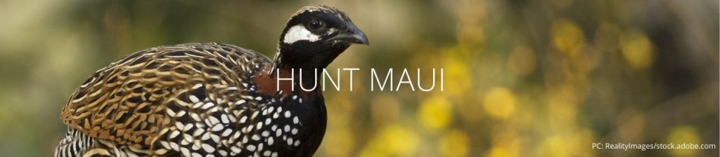 Division of Forestry and Wildlife: Outdoor Recreation | Hunt Maui