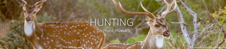 Division of Forestry and Wildlife: Outdoor Recreation | Hunting