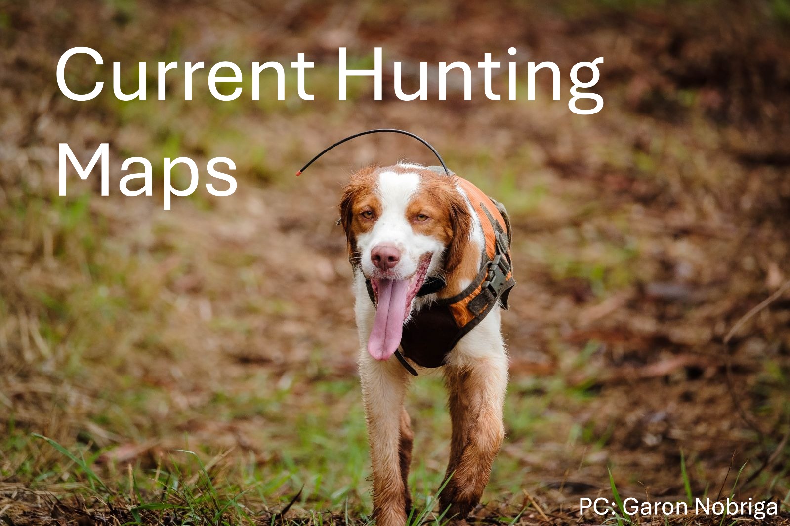 Division of Forestry and Wildlife: Outdoor Recreation | Hunting