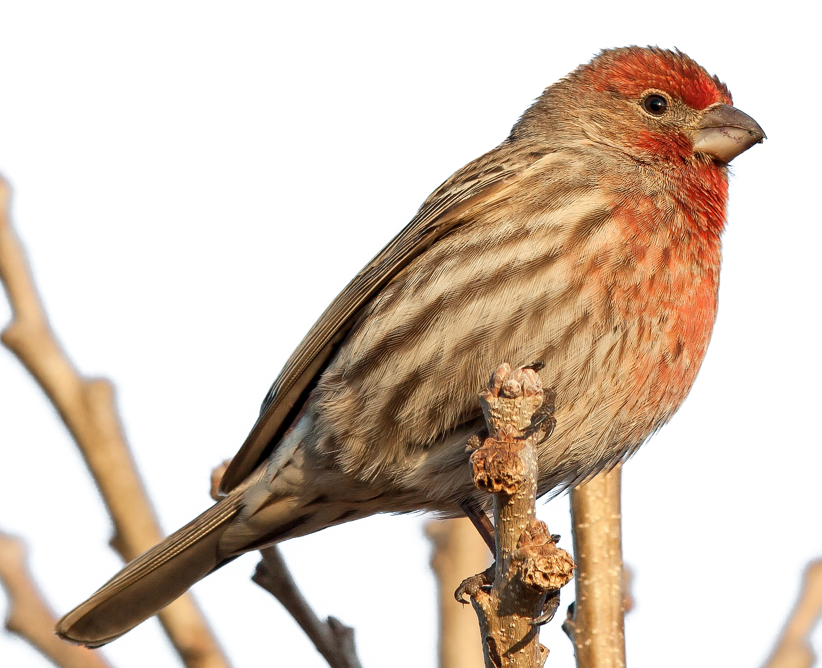 Division of Forestry and Wildlife: Outdoor Recreation | House Finch