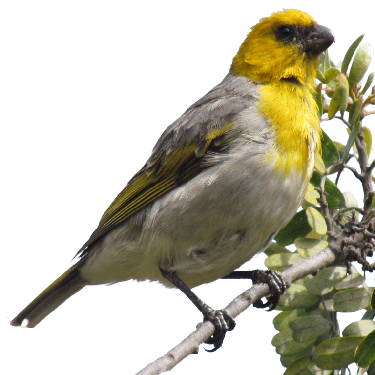 Division of Forestry and Wildlife: Outdoor Recreation | Palila Forest ...