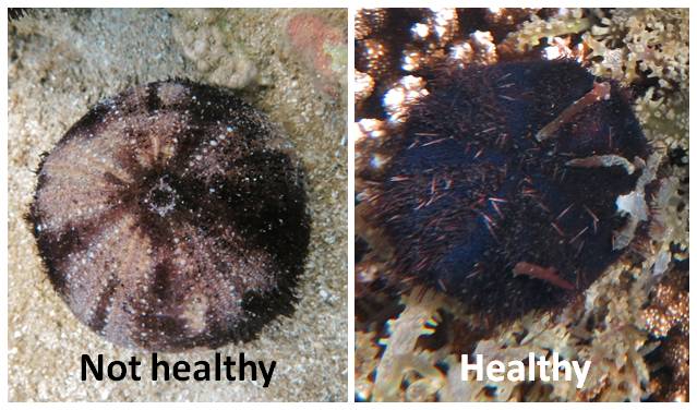 Land Urchin