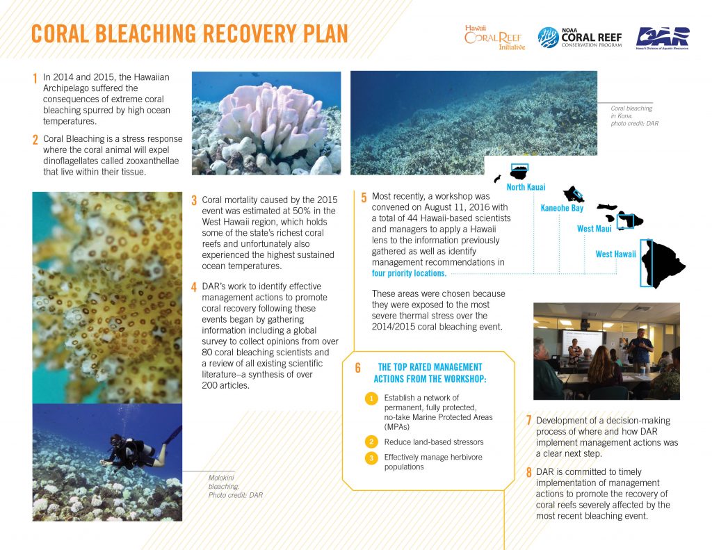 Reef Response | Coral Bleaching Recovery Plan
