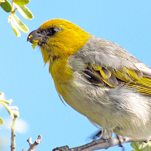 Palila Forest Discovery Trail | Restore Mauna Kea