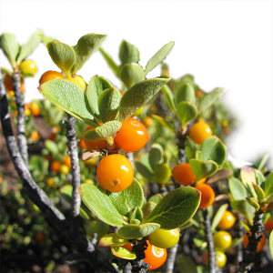 Restore Mauna Kea | Pilo