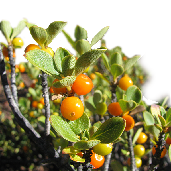 Restore Mauna Kea | Pilo