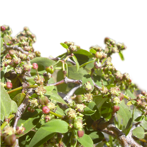 Restore Mauna Kea | ‘Akoko