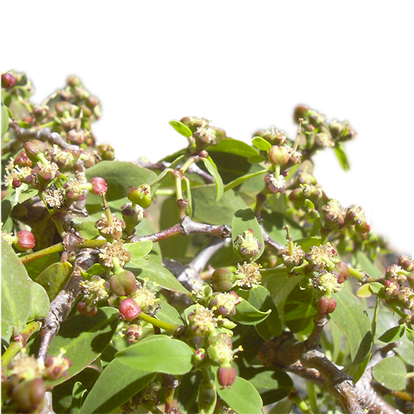 Restore Mauna Kea | ‘Akoko