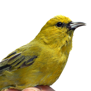 Restore Mauna Kea | Hawai‘i ‘Amakihi