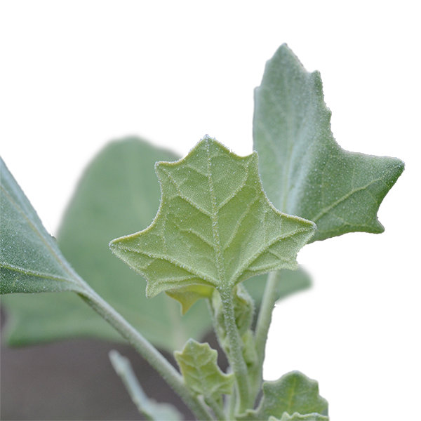 Restore Mauna Kea | ‘ Āweoweo