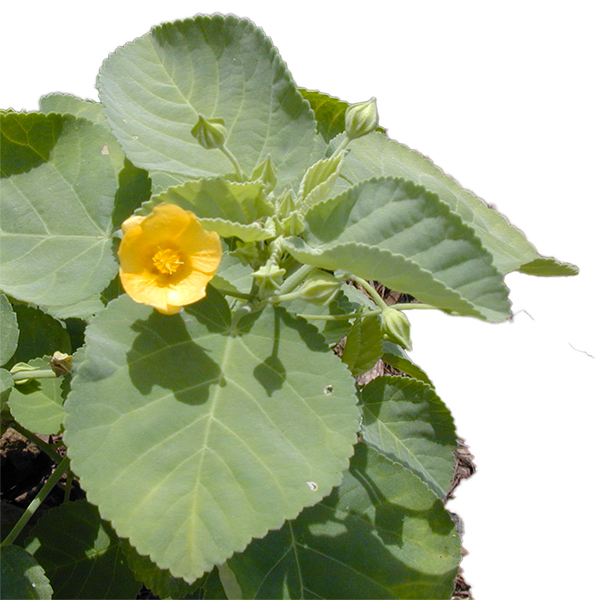 Restore Mauna Kea | ‘Ilima