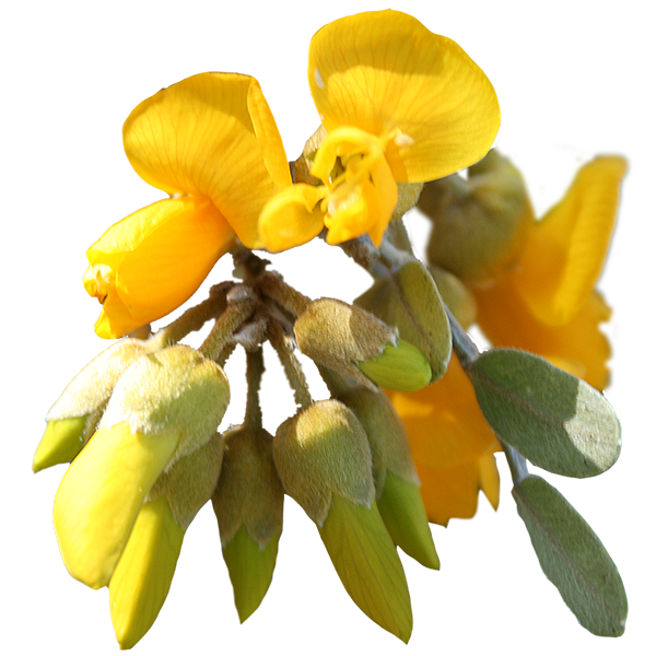 Restore Mauna Kea | Māmane