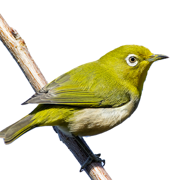 Restore Mauna Kea | Mejiro