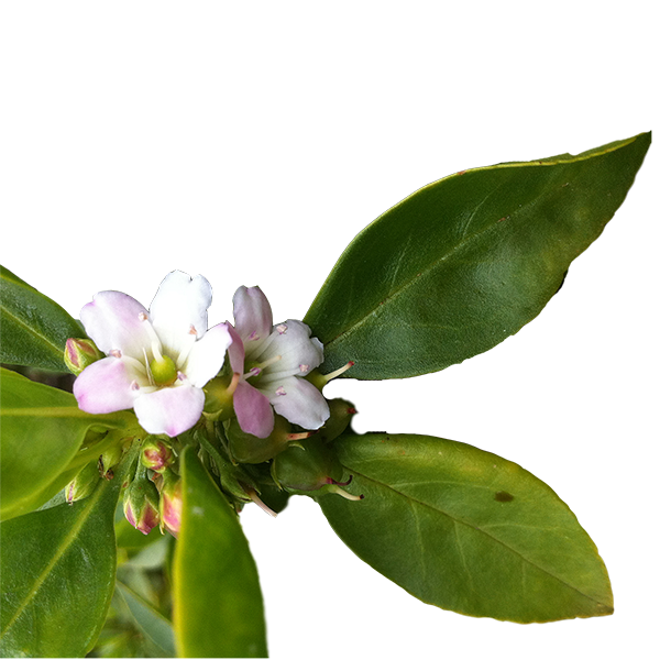 Restore Mauna Kea | Naio